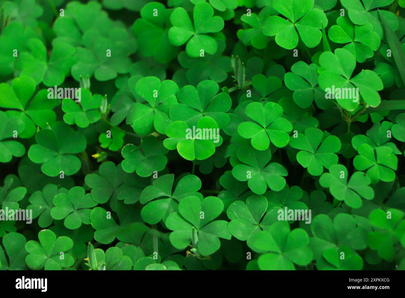 four leaf clover on green shamrock background Stock Photo - Alamy