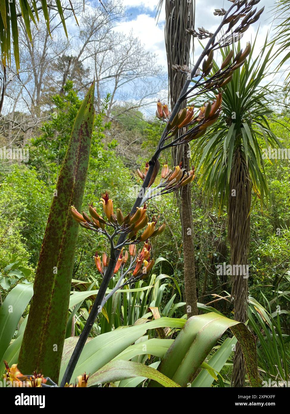 Photo of flower of Phormium tenax, New Zealand flax or harakeke in ...