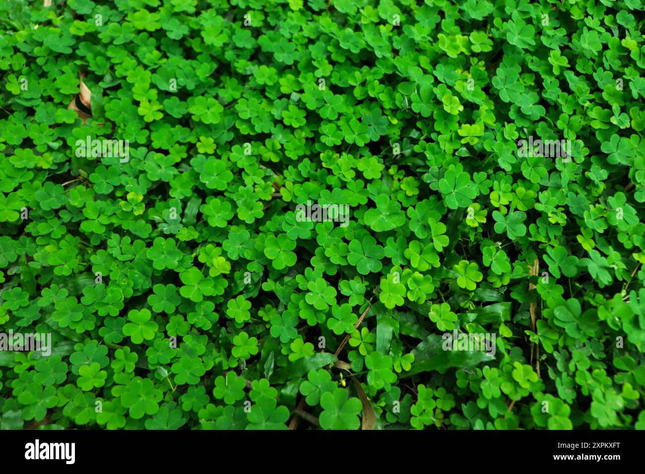 four leaf clover on green shamrock background Stock Photo - Alamy