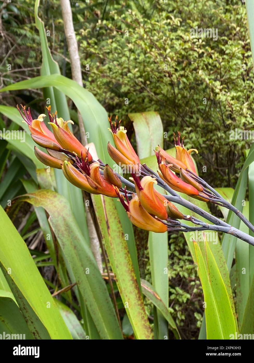 Harakeke hi-res stock photography and images - Alamy