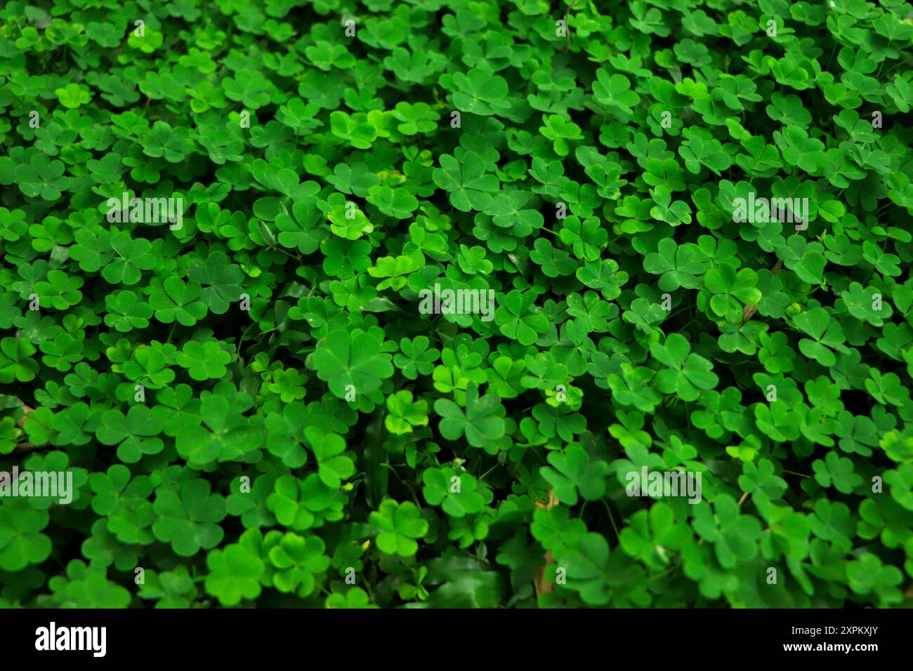 Four leaf clover sign of st patrick day Stock Photo - Alamy