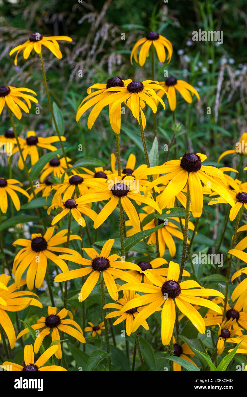 Black-Eyed Susans (Rudbeckia hirta) in the Great Smoky Mountains ...
