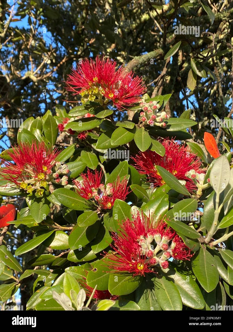 Photo of the flower of Metrosideros excelsa, pohutukawa, New Zealand ...