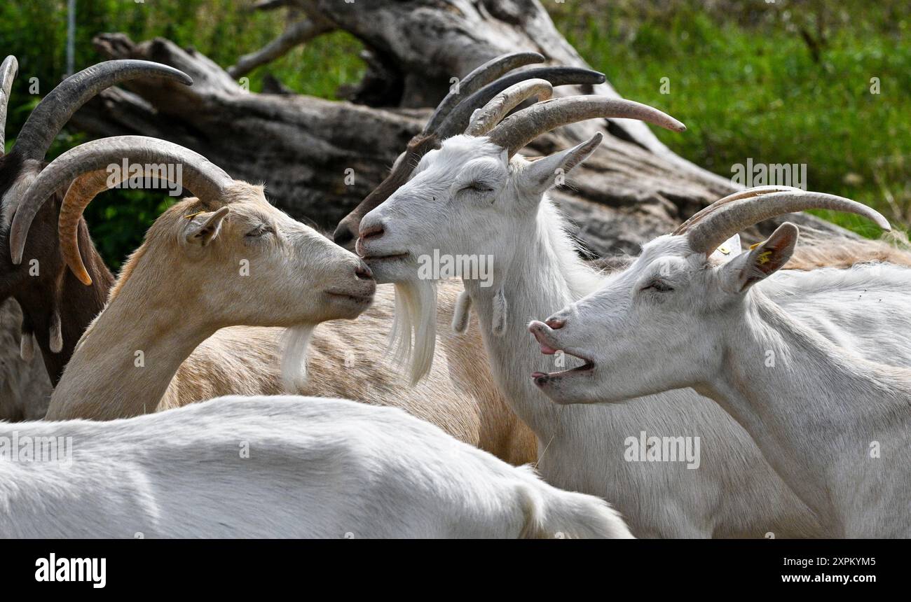 Kremmen, Germany. 05th Aug, 2024. 100 goats live on the grounds of the ...