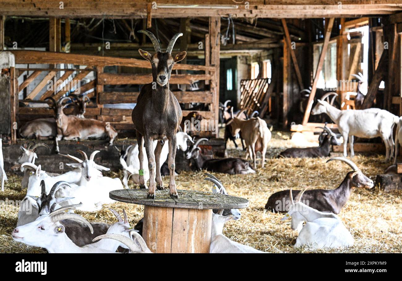Kremmen, Germany. 05th Aug, 2024. 100 goats live on the grounds of the ...