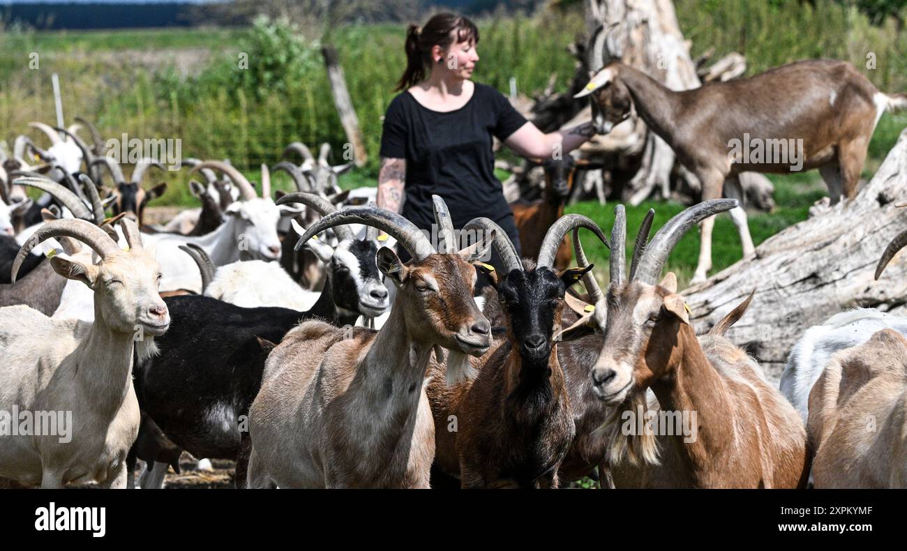 Kremmen, Germany. 05th Aug, 2024. Farmer Sarah Spindler looks after her ...