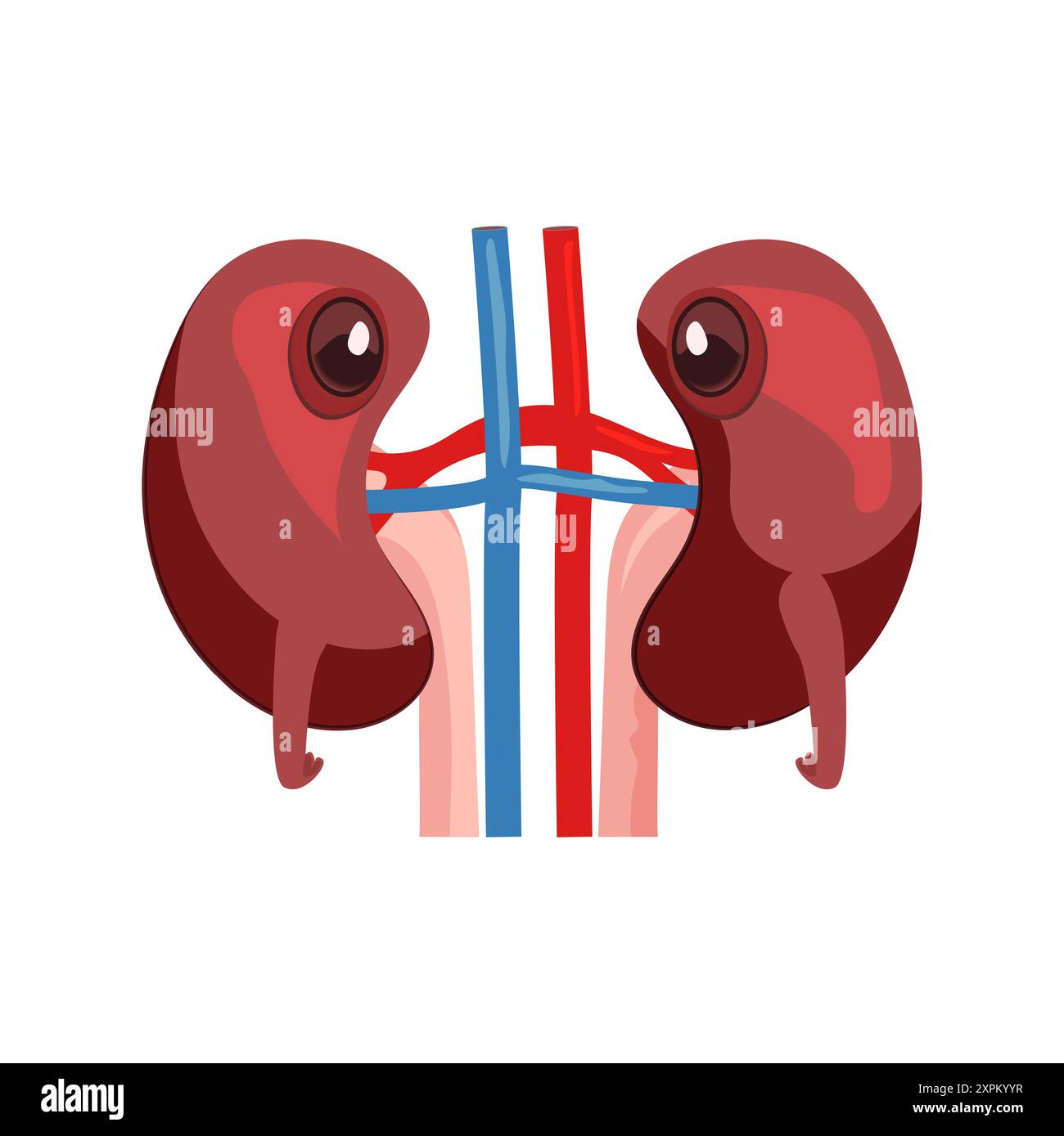 Kidney vector illustration organ Cut Out Stock Images & Pictures - Alamy
