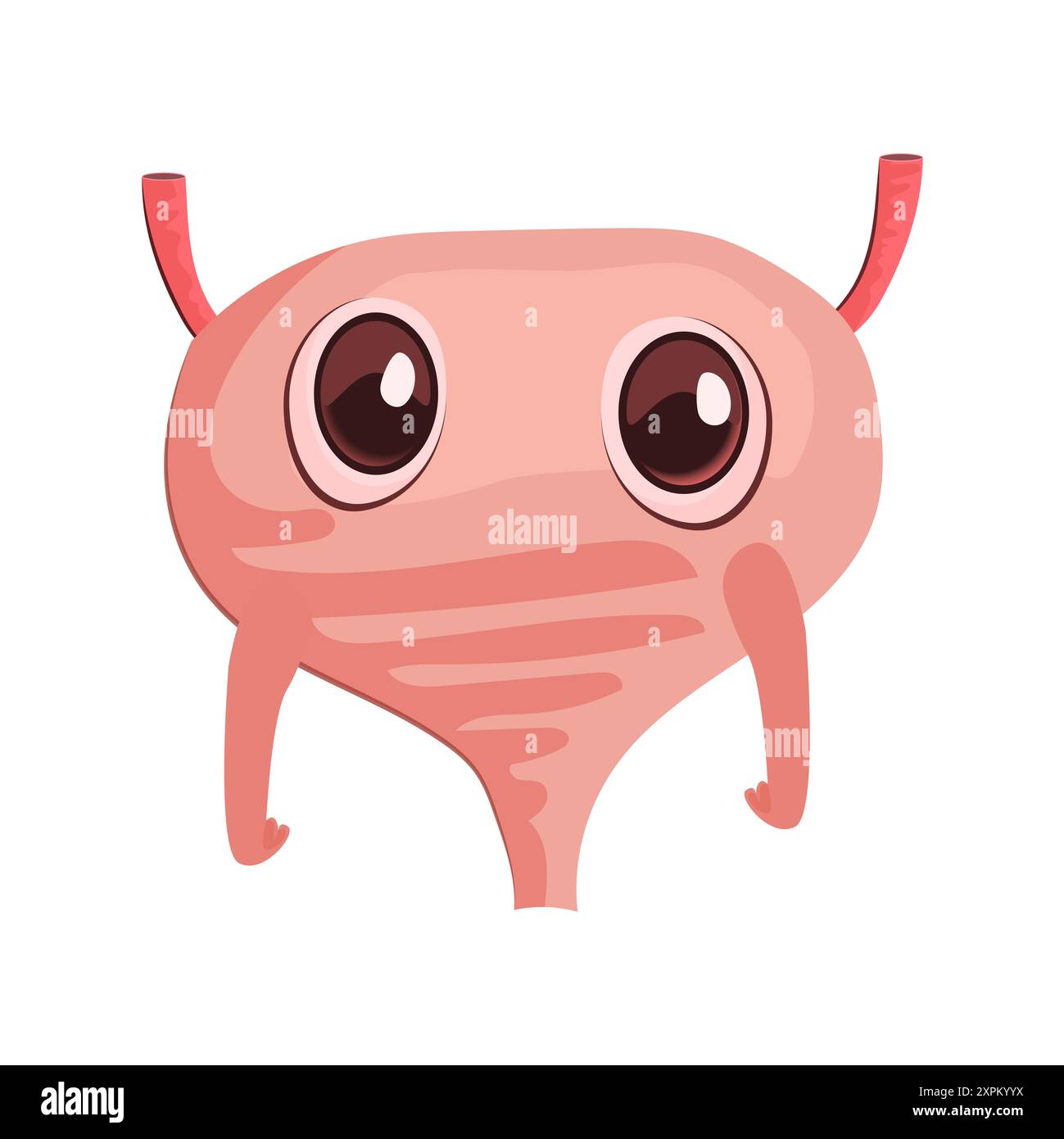 Human bladder hi-res stock photography and images - Alamy