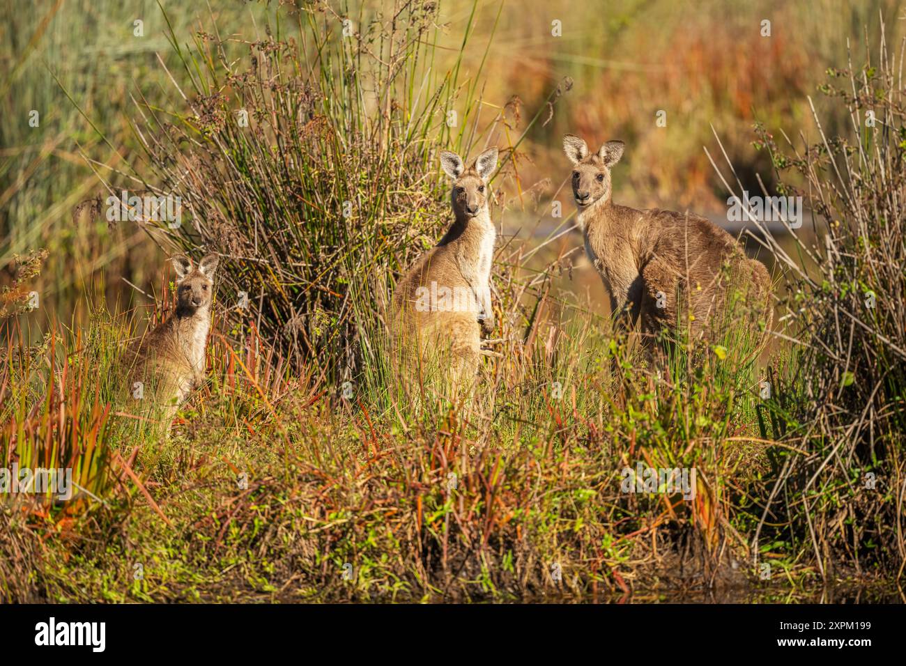 Queensland Kangaroos Landscape Central Australian Landscape 2006