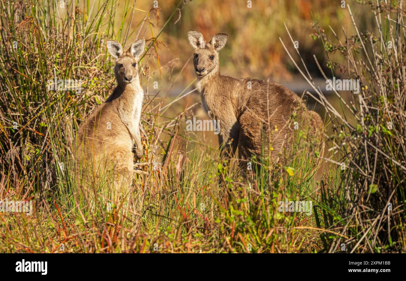 Eastern grey kangaroo's Landscape scene early morning sun at the Gold ...