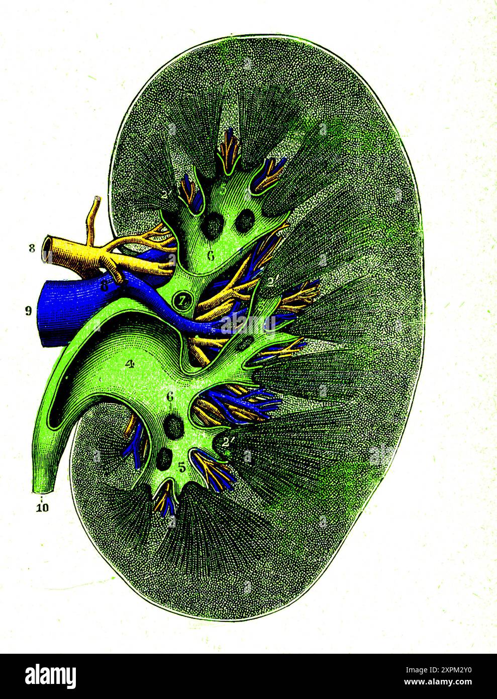 Illustration of a section through the right kidney. The kidneys filter ...