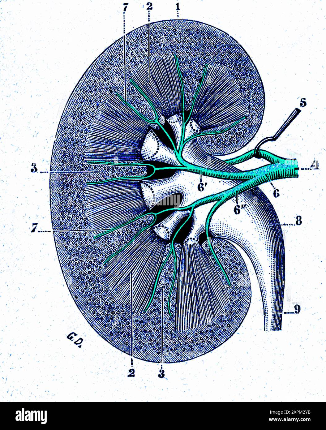 Illustration of a section through the left kidney. The kidneys filter ...