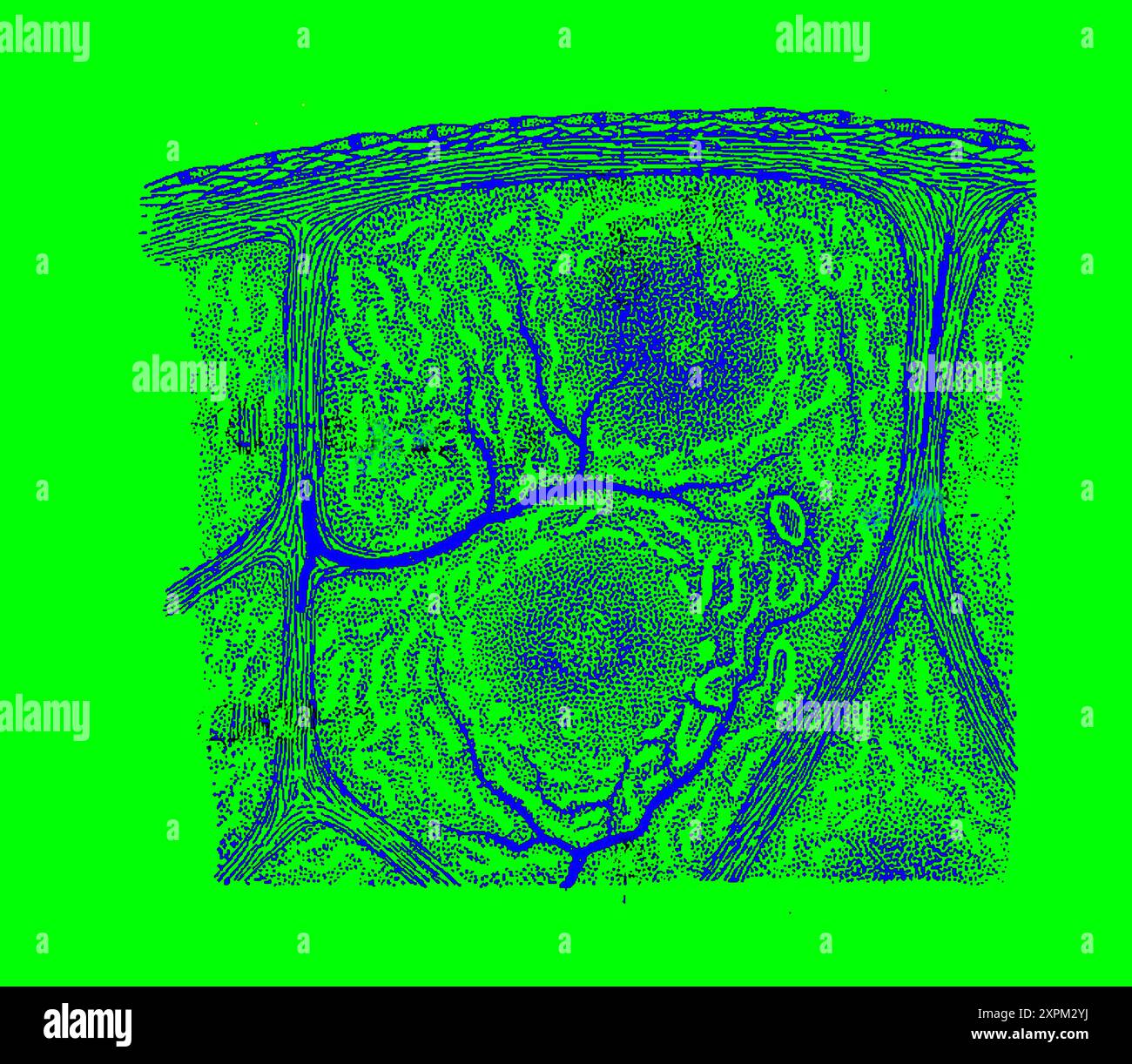 Illustration of a section through the spleen showing Malpighian ...