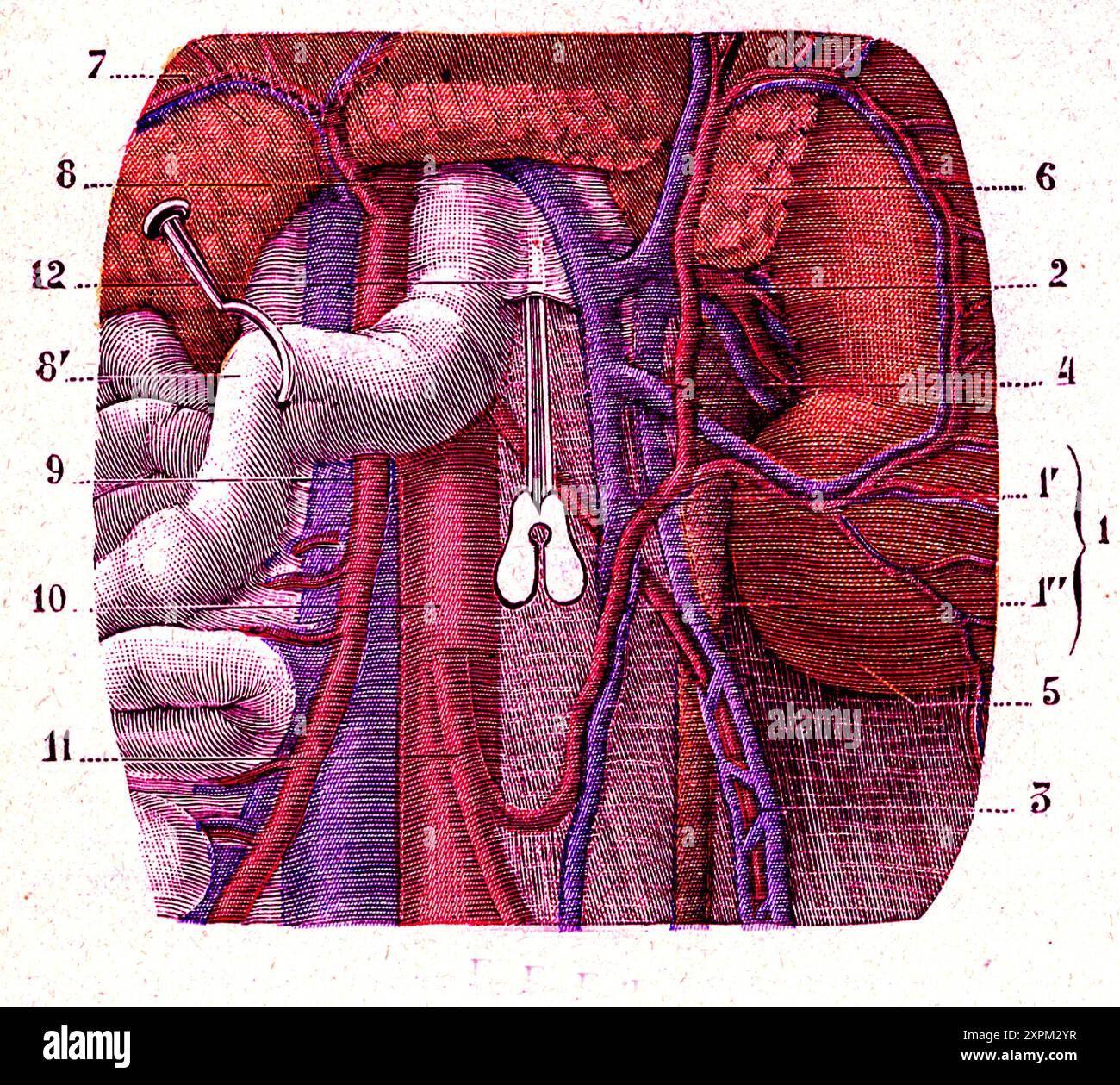 Illustration of a close-up of the anatomy of the abdomen. The small ...