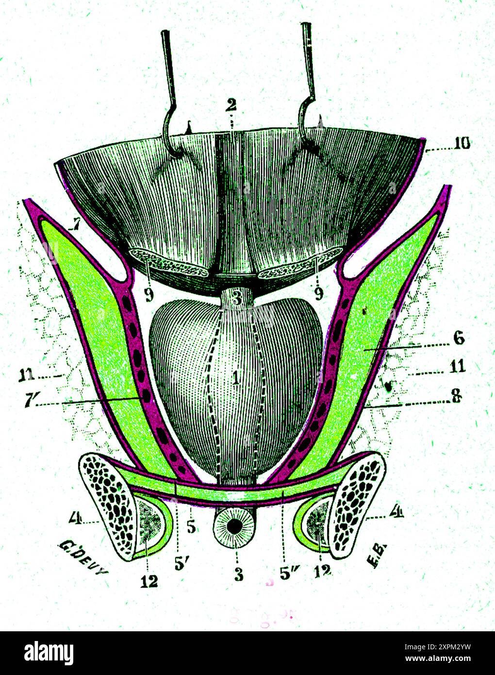 Illustration of the prostate (1). The prostate gland produces a fluid ...