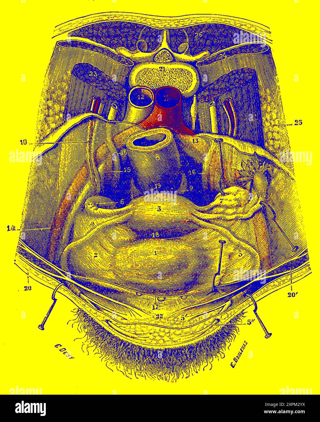 Illustration of the anatomy of the female pelvis. Down centre are; the ...