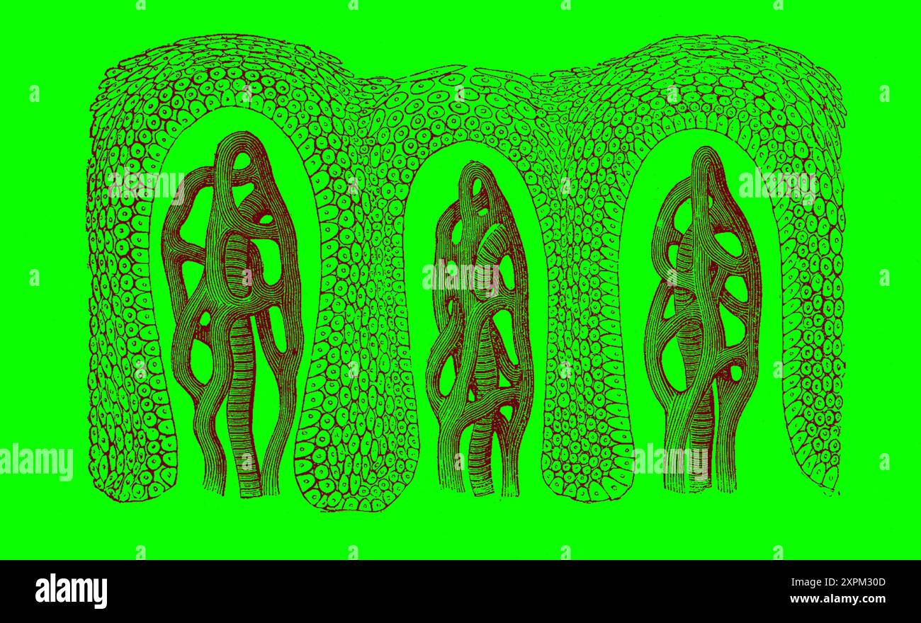 Illustration of a cross section through the tongue showing filiform ...