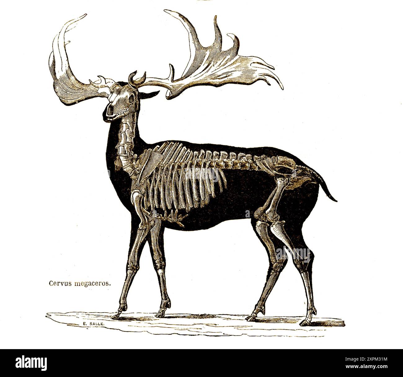 Irish elk (Megaloceros giganteus), 19th-century illustration. The Irish ...