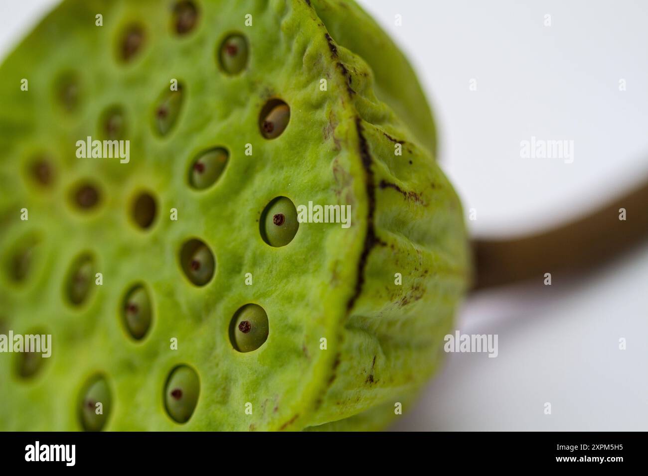 Lotus seed pod hi-res stock photography and images - Alamy