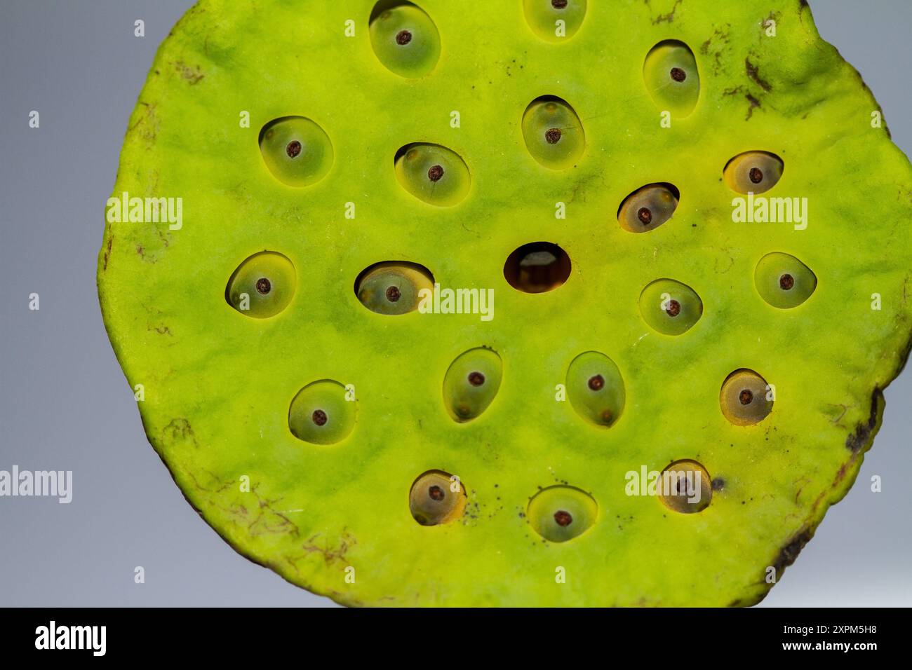 Lotus seed pod hi-res stock photography and images - Alamy