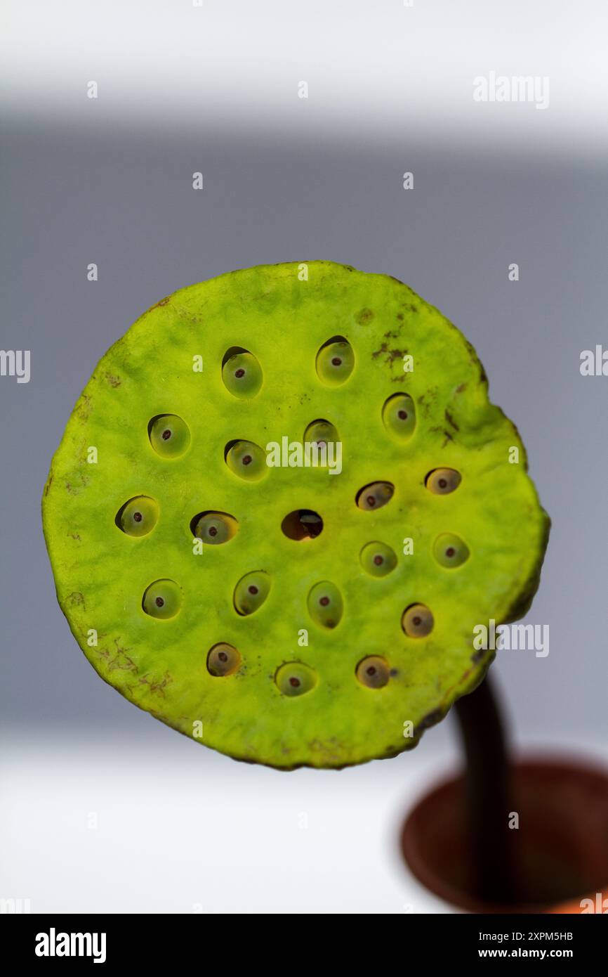 Lotus seed pod hi-res stock photography and images - Alamy