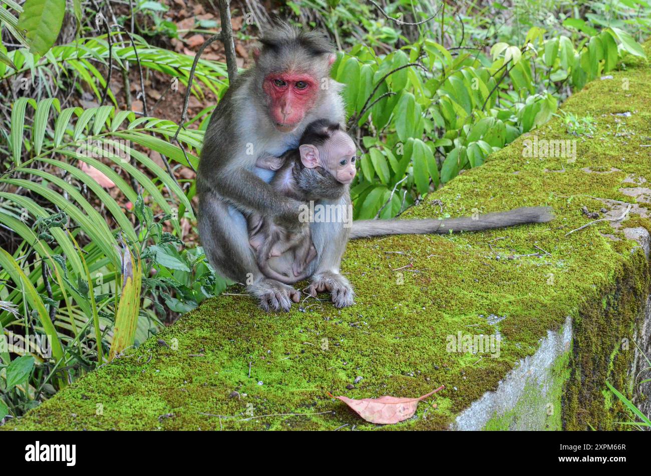 Monkey protecting its baby Stock Photo - Alamy
