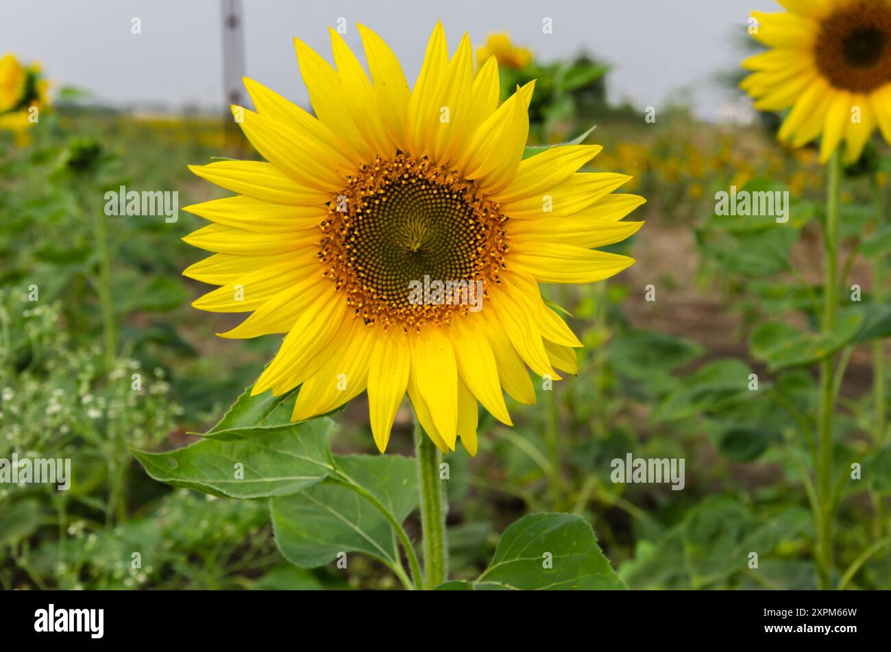 Sunflower cultivation in Dawangere, India Stock Photo - Alamy