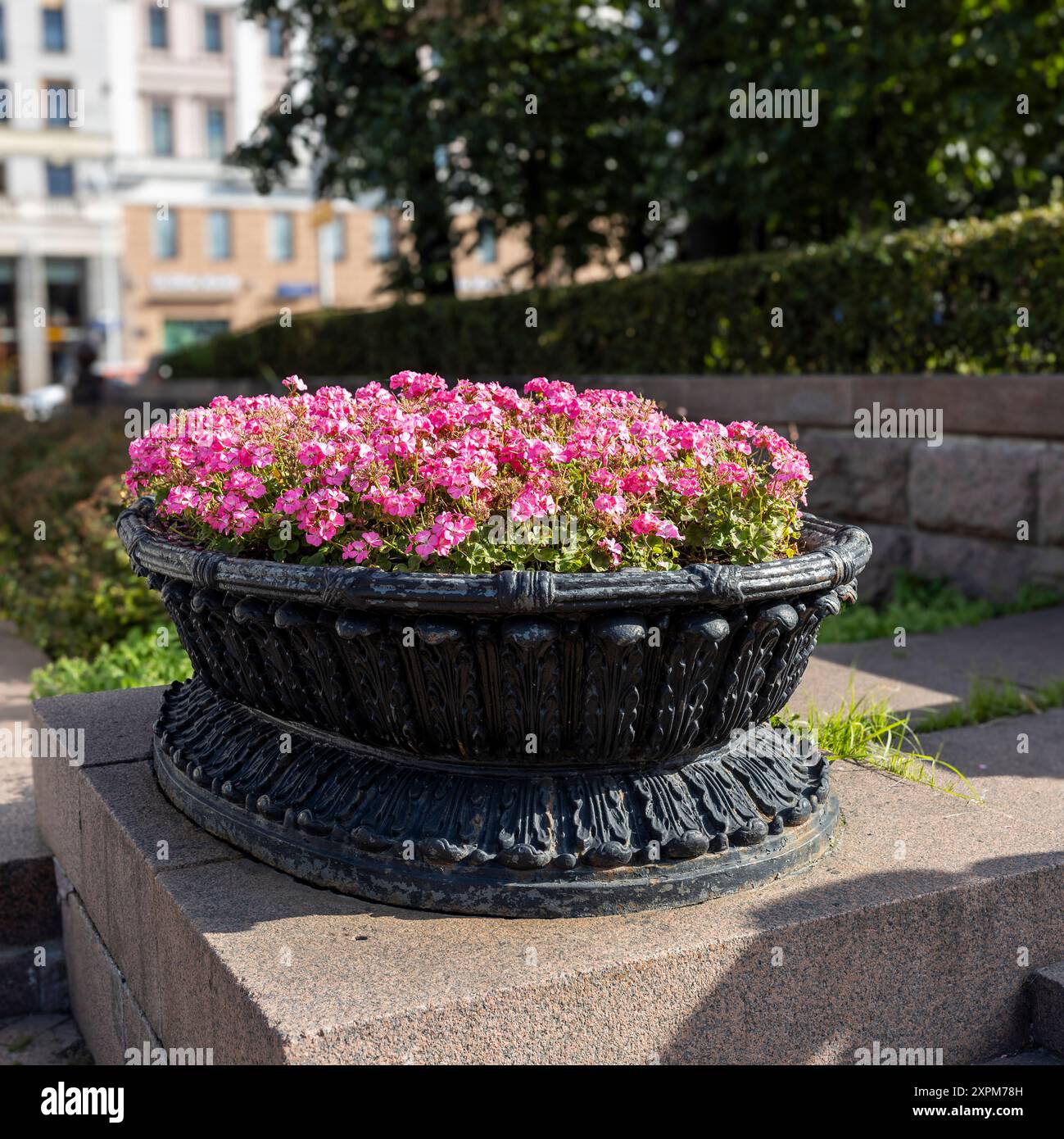 Pink begonia in a cast iron vase as part of the city landscape design ...