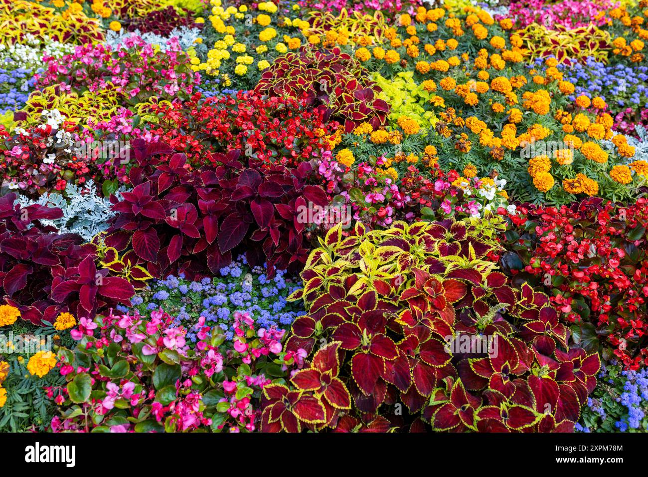 Different types of coleus, marigolds and begonias as city decoration ...