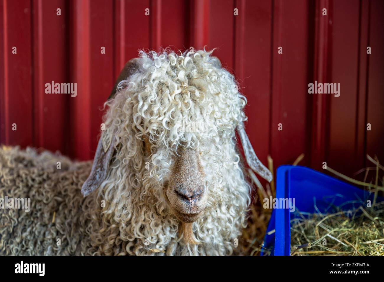 Curly haired sheep hi-res stock photography and images - Alamy