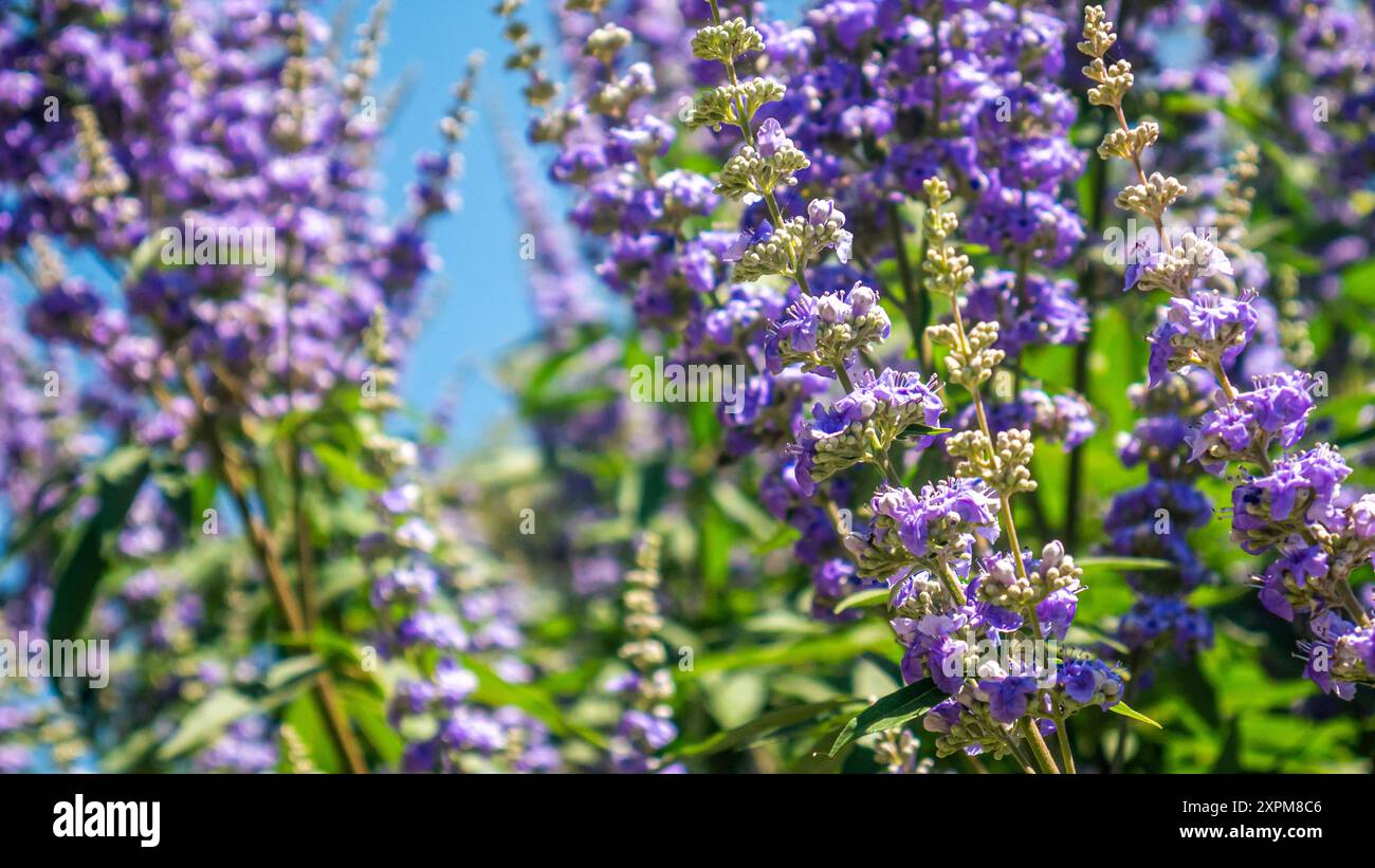 Flowers of Vitex agnus-castus, vitex, chaste tree, chastetree ...