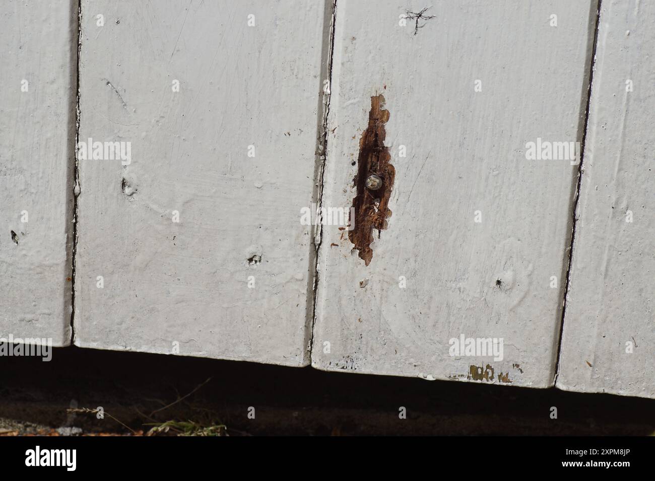 Wood rot. Close up of the bottom of an old white wooden barn door with ...