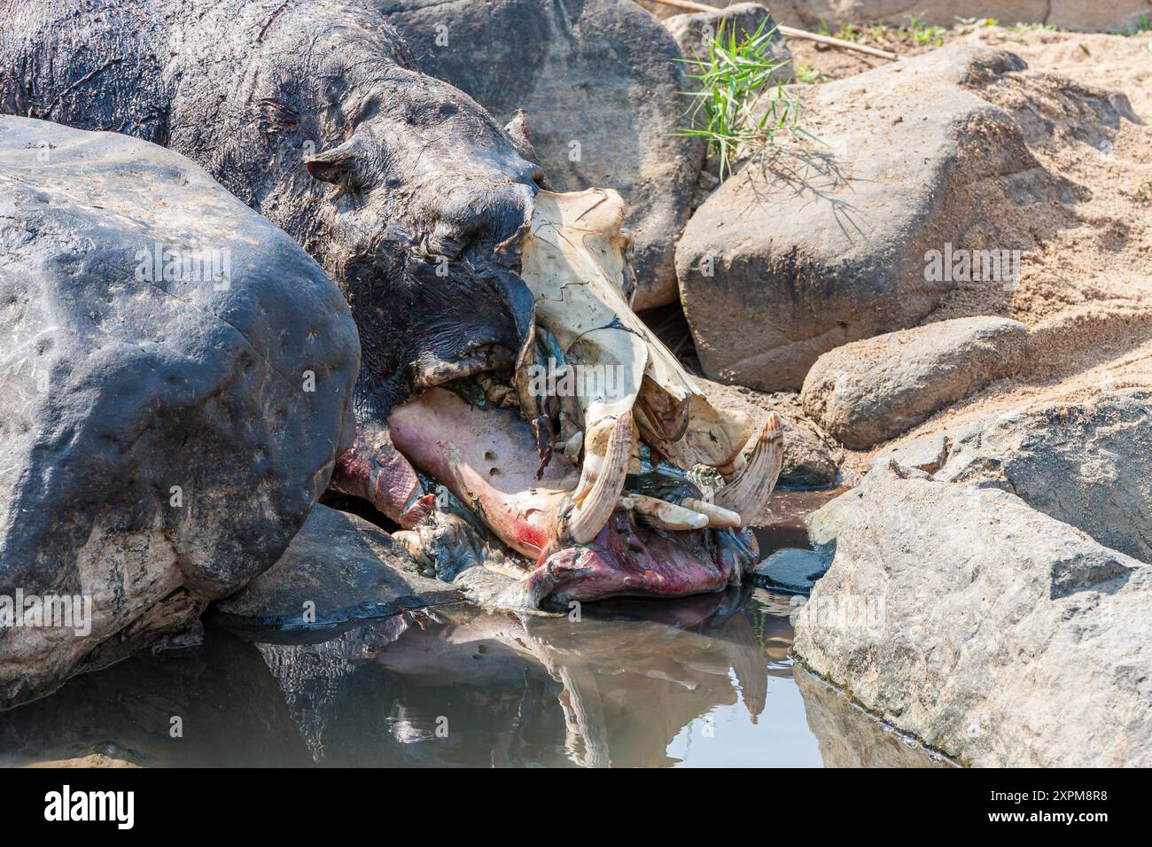South Africa, Kruger National Park, Dead Hippopotamus "Hippo ...