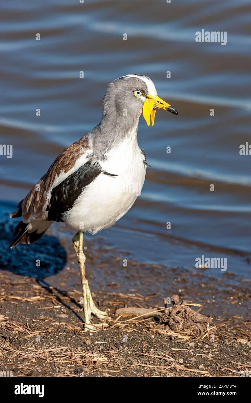 South Africa, Kruger National Park, White-crowned / White-headed ...
