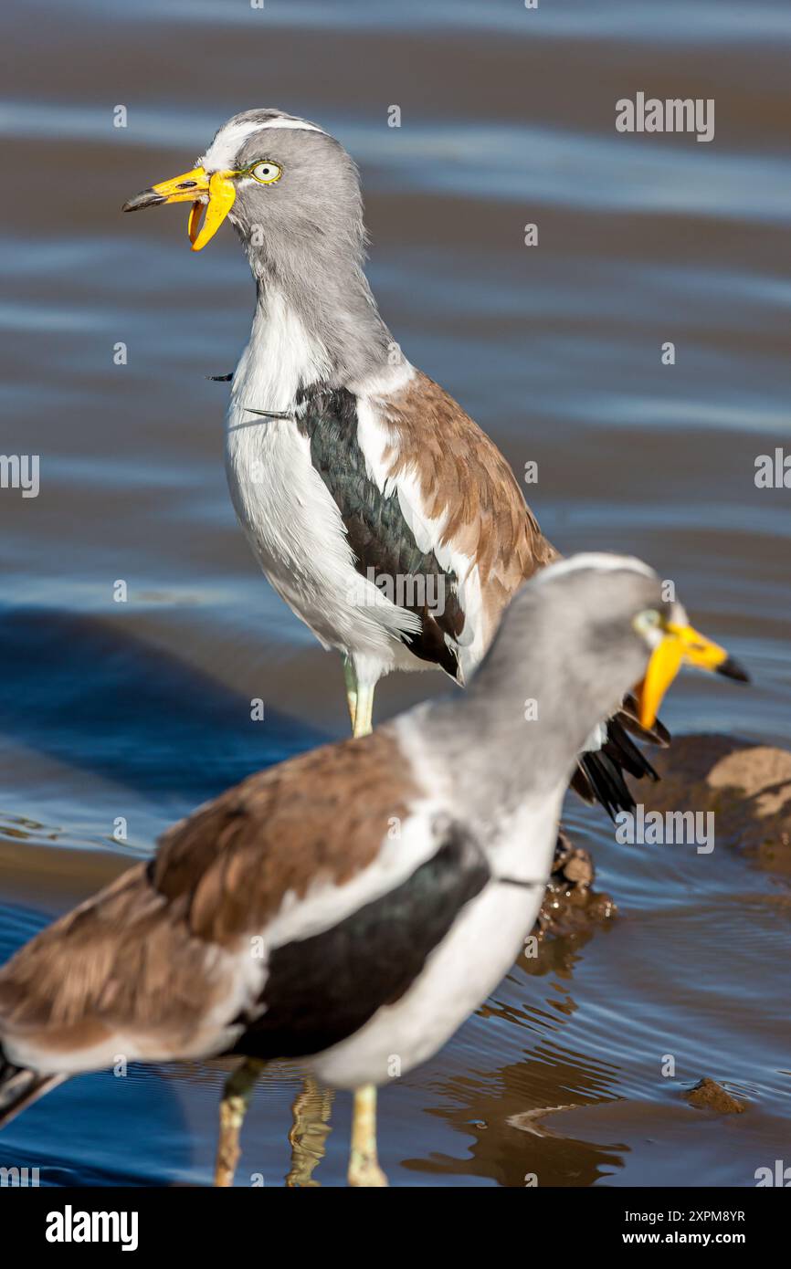 South Africa, Kruger National Park, White-crowned / White-headed ...