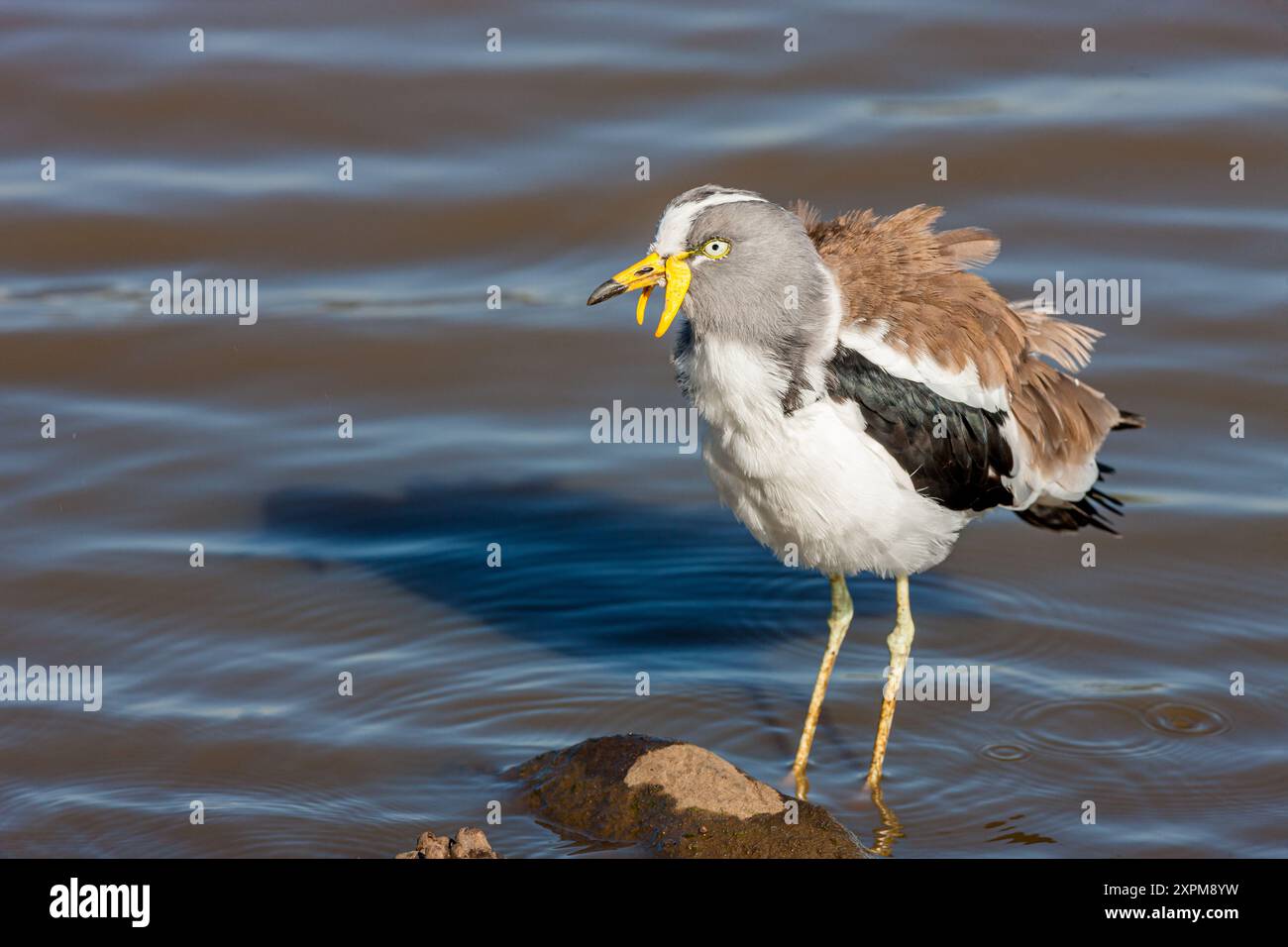 South Africa, Kruger National Park, White-crowned / White-headed ...