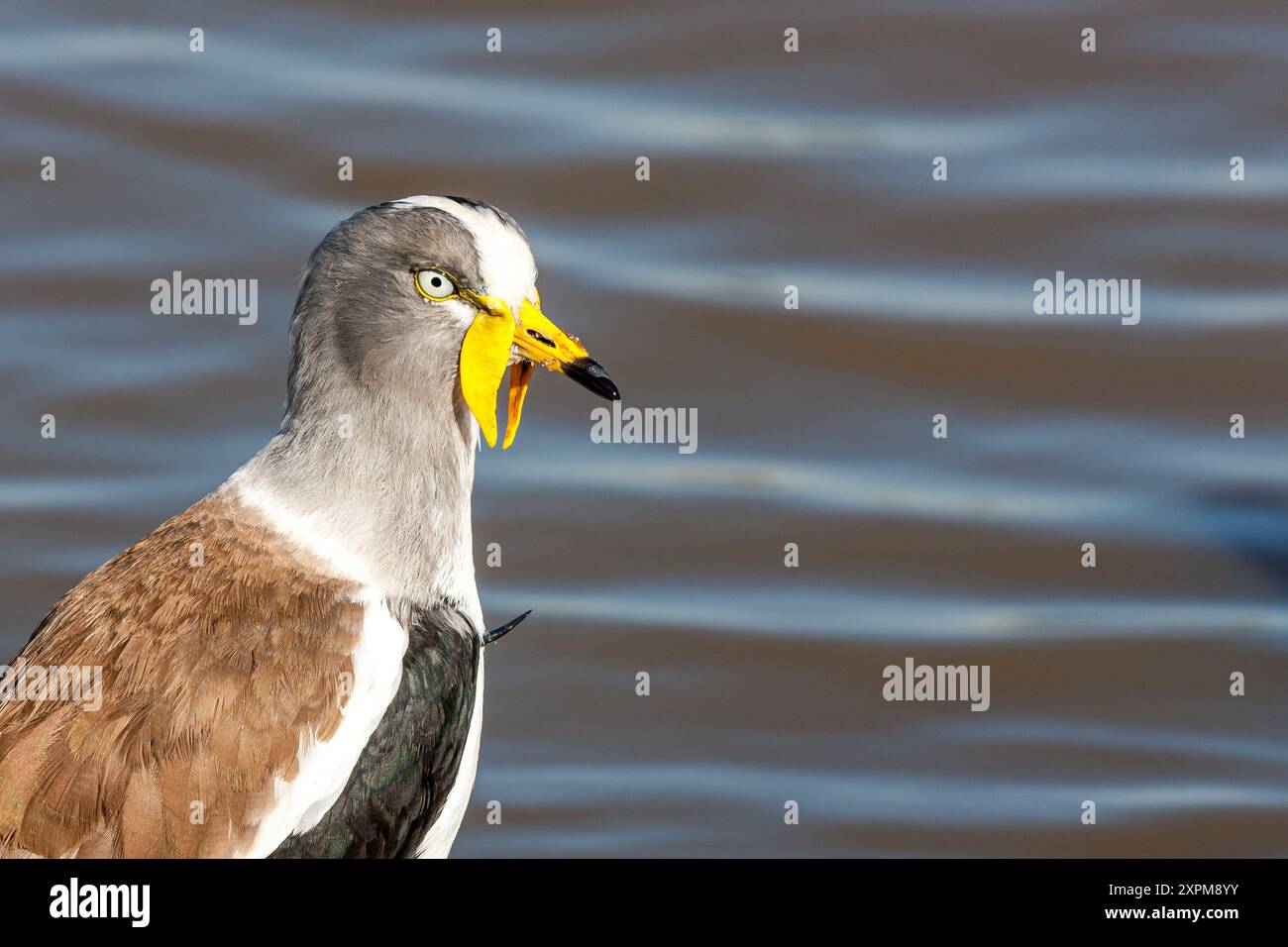 South Africa, Kruger National Park, White-crowned / White-headed ...