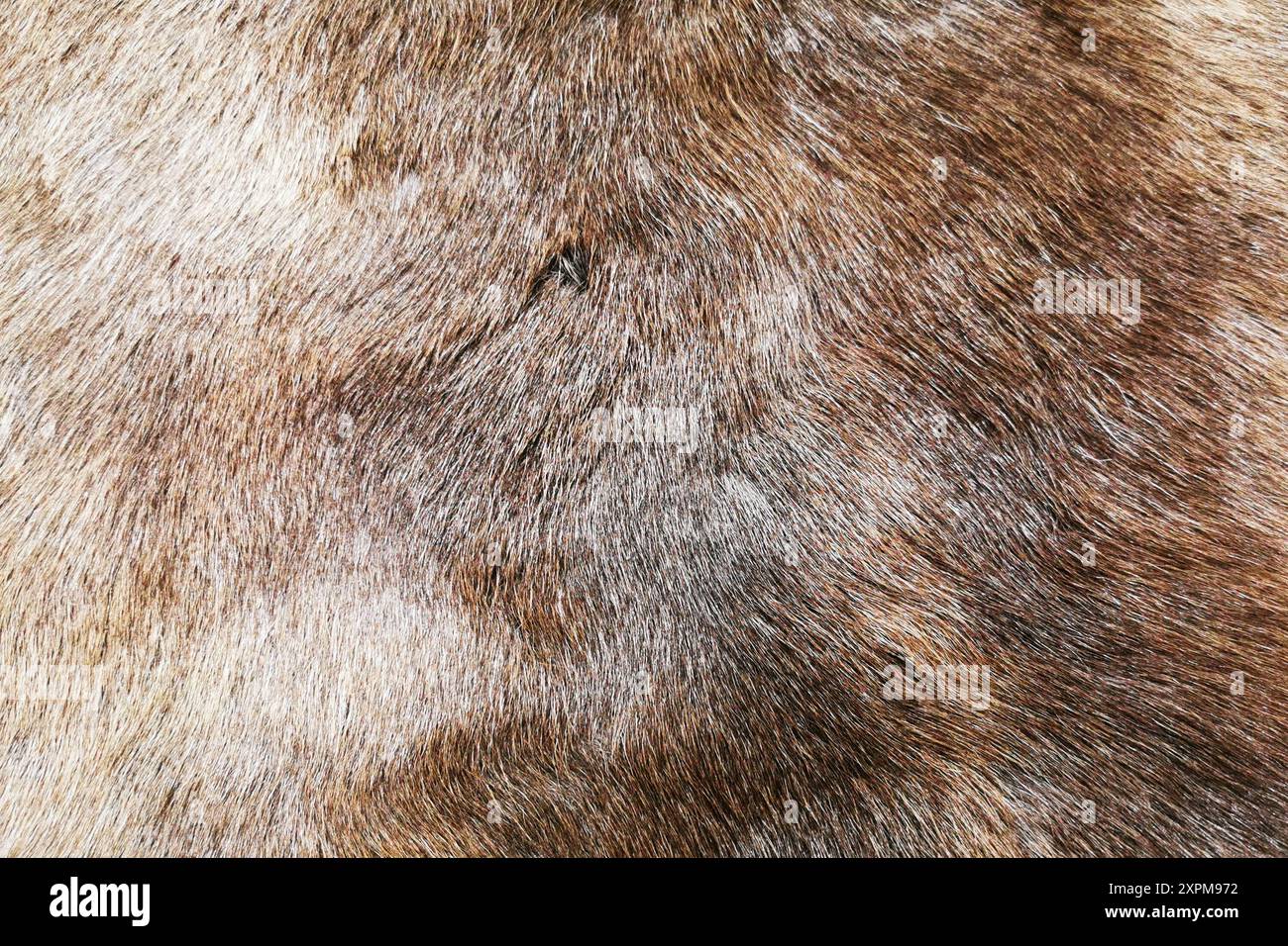 fur natural texture as very nice background Stock Photo - Alamy