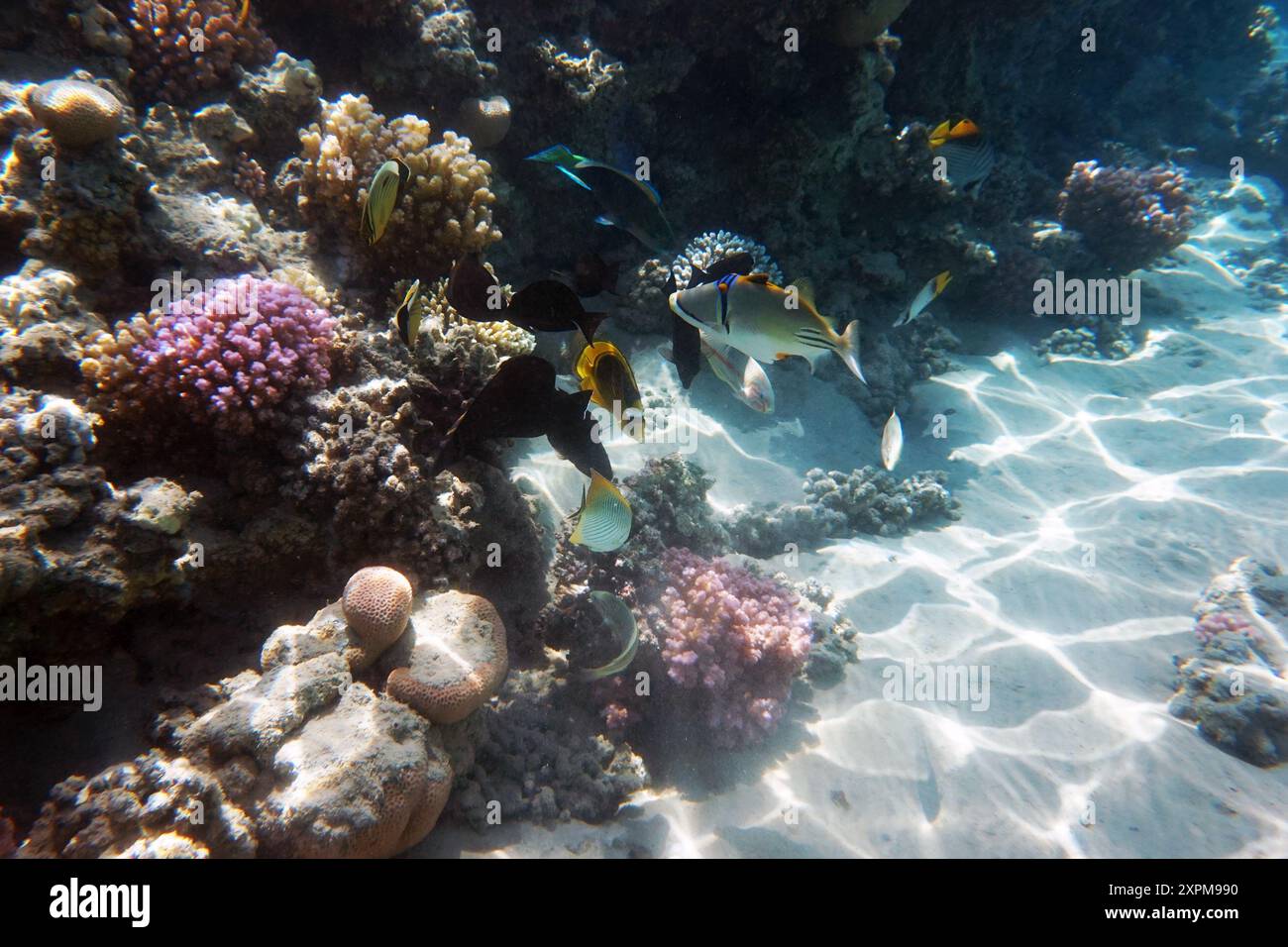 coral reef in Egypt as beauty nature background Stock Photo - Alamy