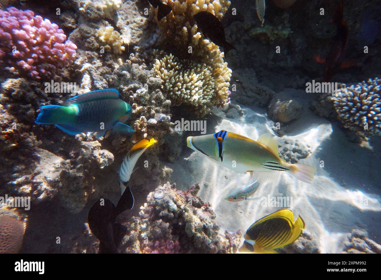 coral reef in Egypt as beauty nature background Stock Photo - Alamy