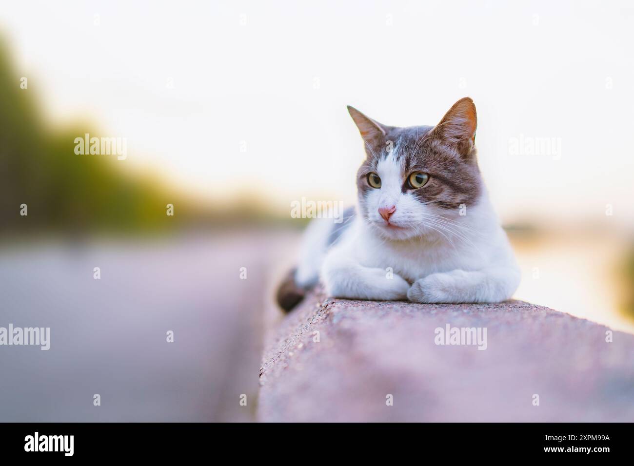 A laid-back cat with yellow eyes lies on a stone balustrade on sunset ...