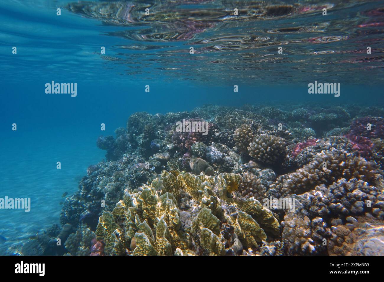 coral reef in Egypt as beauty nature background Stock Photo - Alamy