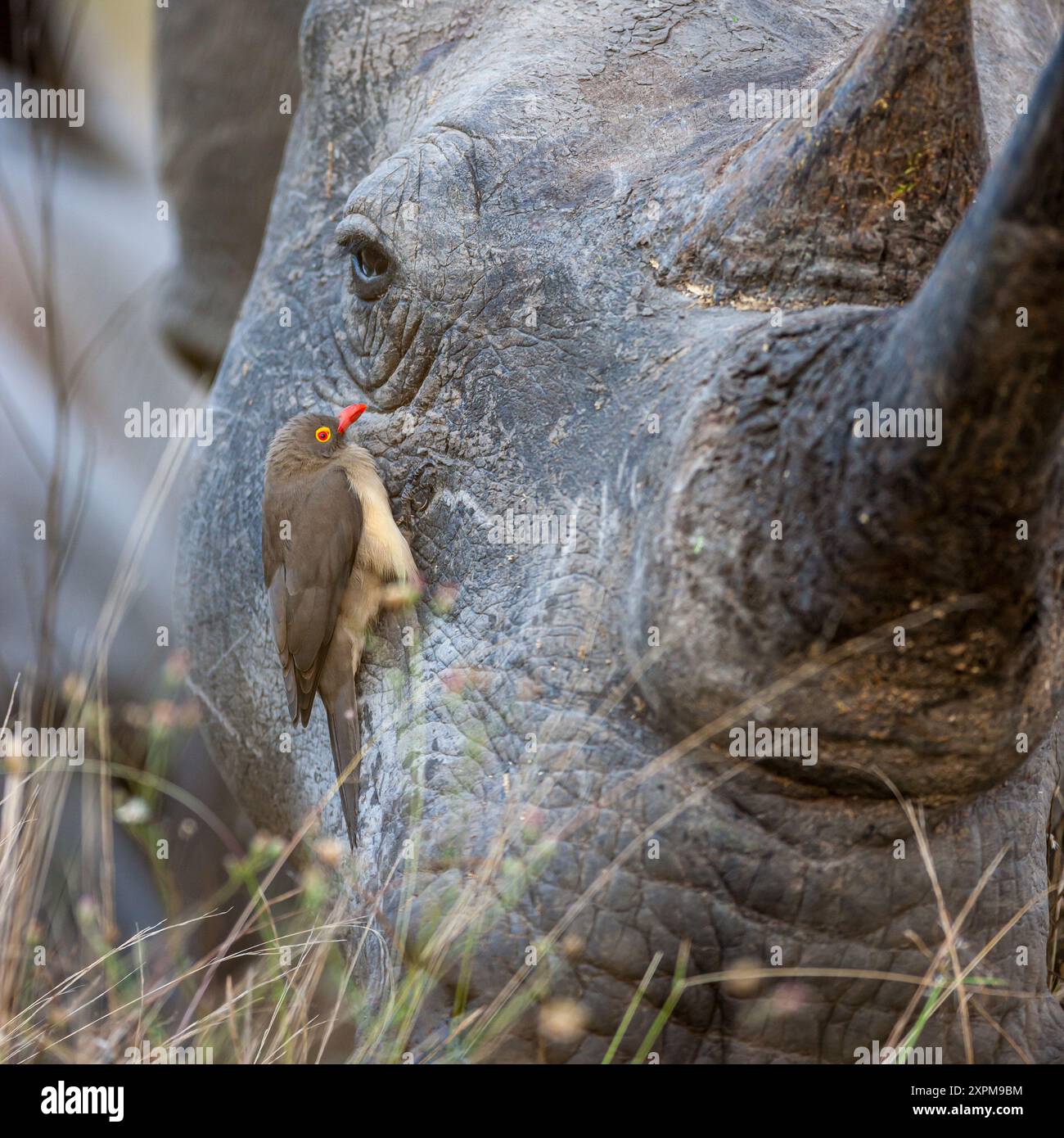 South Africa, Kruger National Park, Red-billed Oxpecker (Buphagus ...