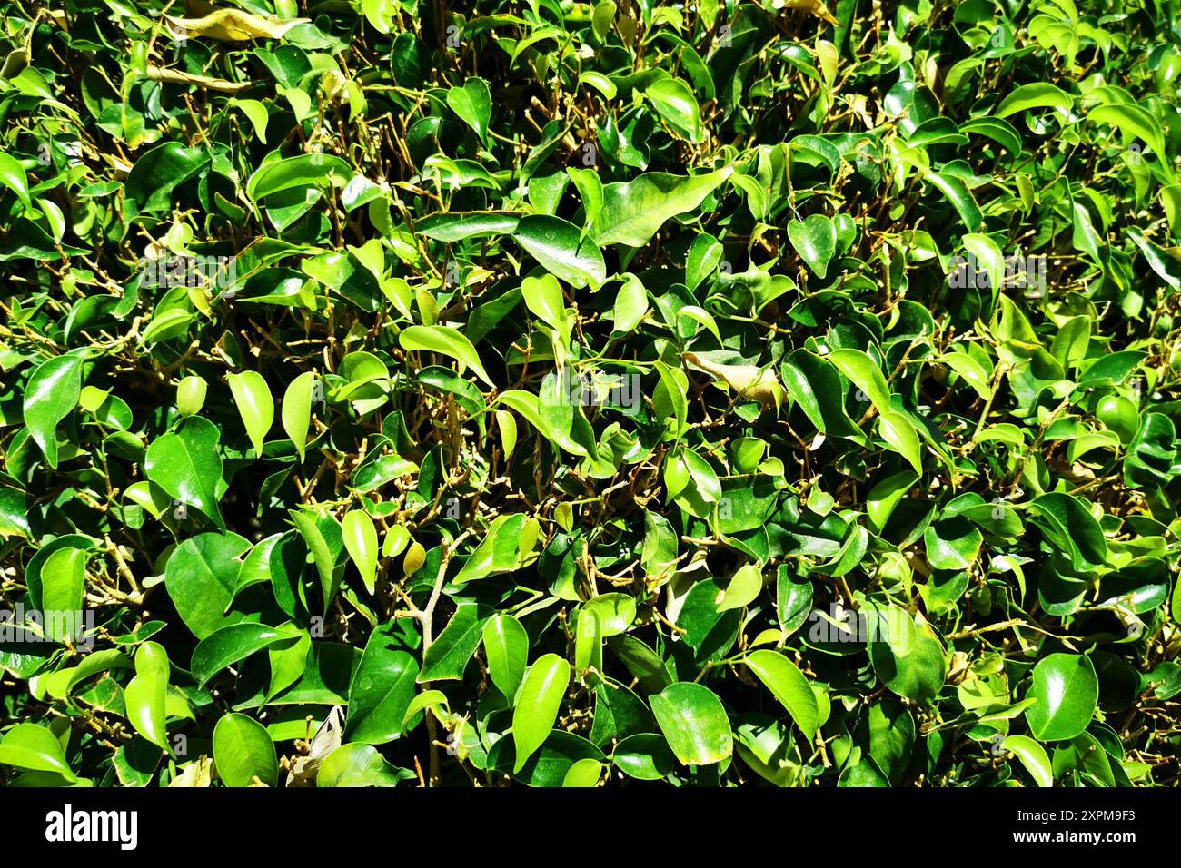 ficus benjamina texture as very nice natural background Stock Photo - Alamy