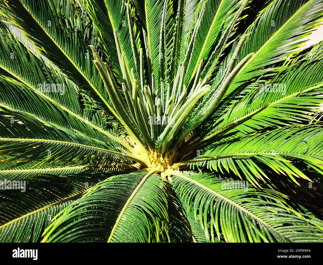 cycad palm texture as very nice natural background Stock Photo - Alamy