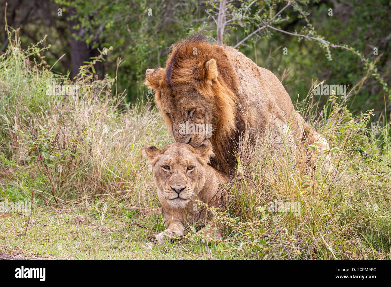 South Africa, Kruger National Park, Lion (Panthera leo), male and ...