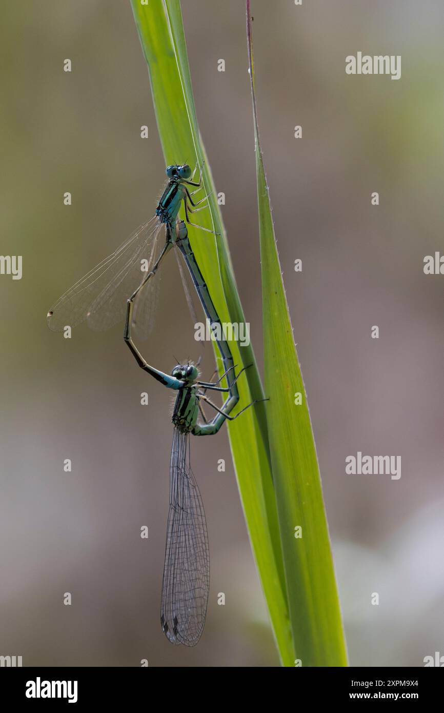 Fehlpaarung bei Kleinlibellen, Männchen: Kleine Pechlibelle, Männchen ...