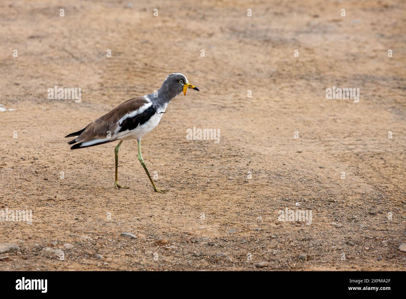 South Africa, Kruger National Park, White-crowned / White-headed ...