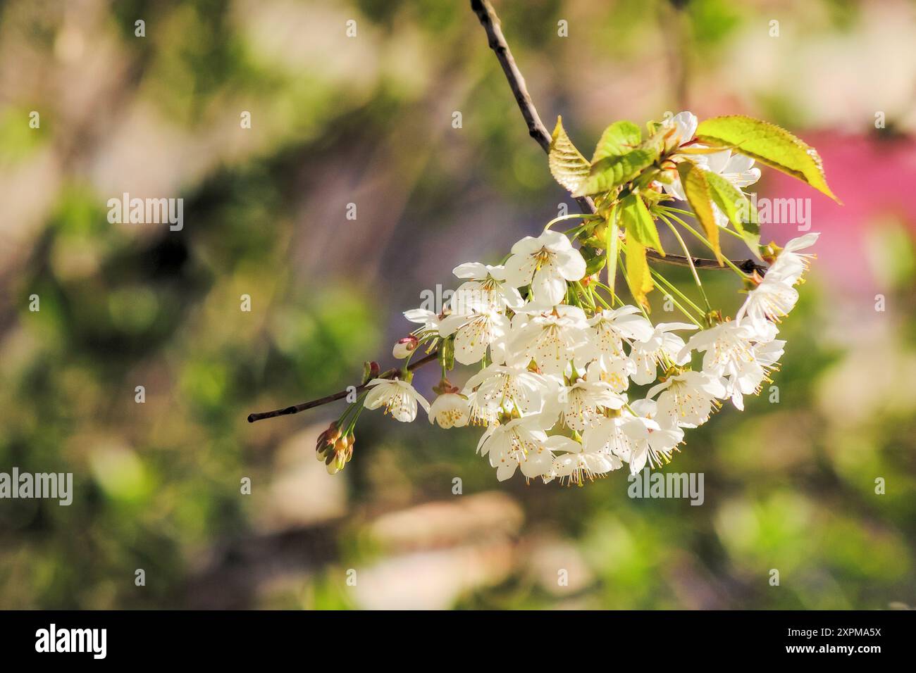 blossom season background. white flowers in spring. beautiful branch of ...