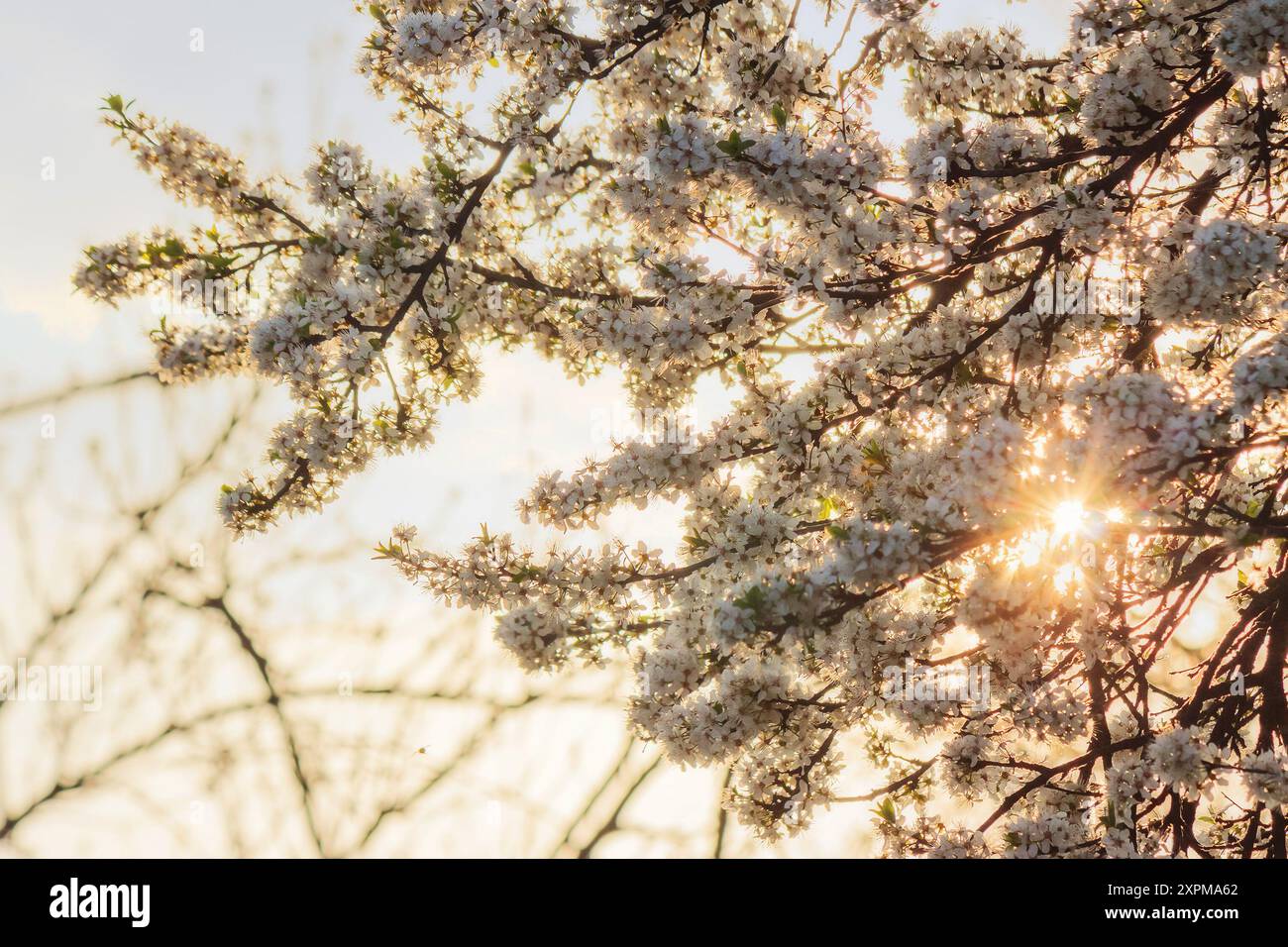 blossom season background. white flowers in spring. beautiful branch of ...